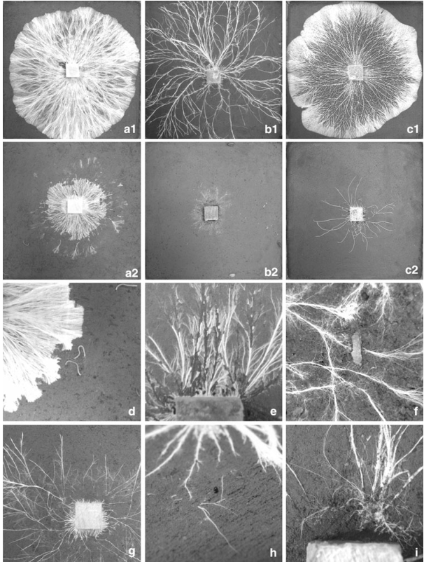 Species-specific effects of soil fauna on fungal foraging and decomposition